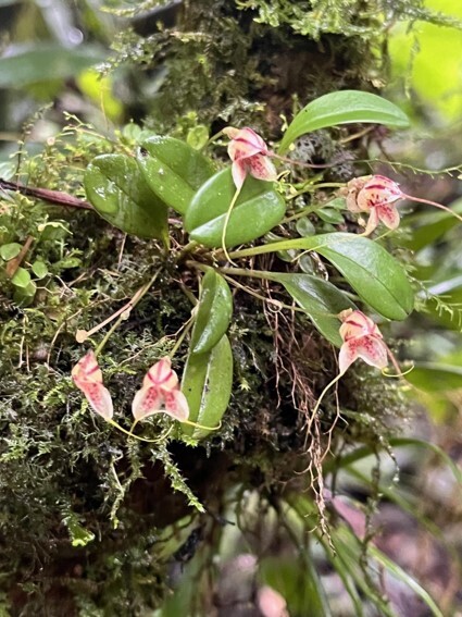 Masdevallia - Wunder der Natur - Orchideenverein Bern